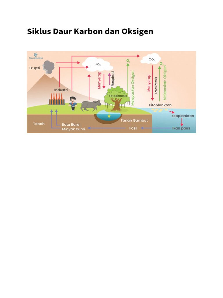 Siklus Daur Karbon Dan Oksigen | PDF