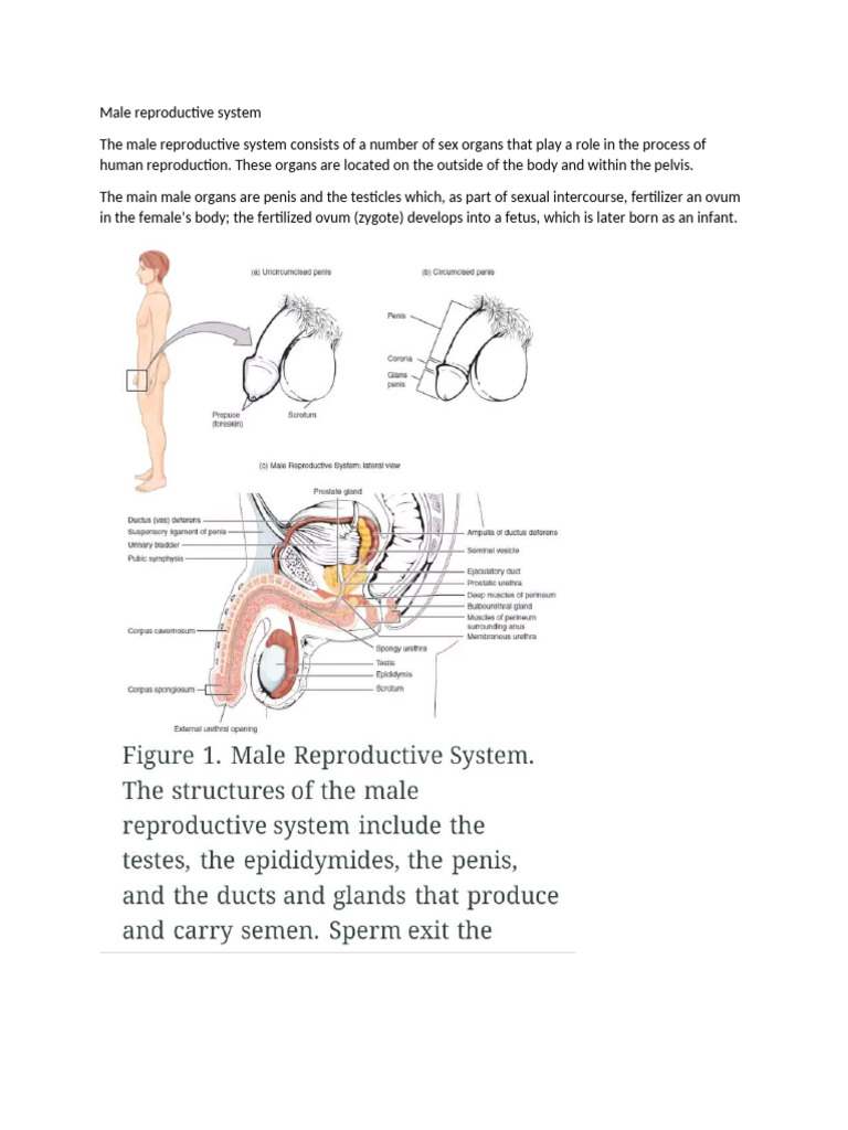 Overview of the Male Reproductive System | PDF | Testicle | Meiosis