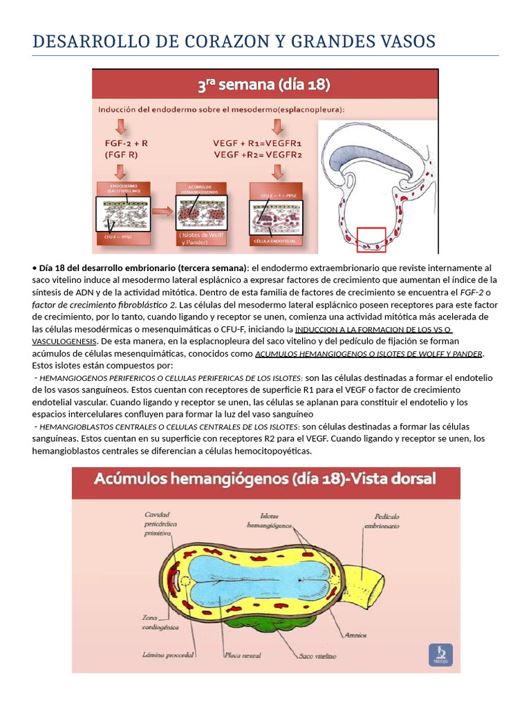 Desarrollo de Corazon y Grandes Vasos | PDF | Corazón | Aorta