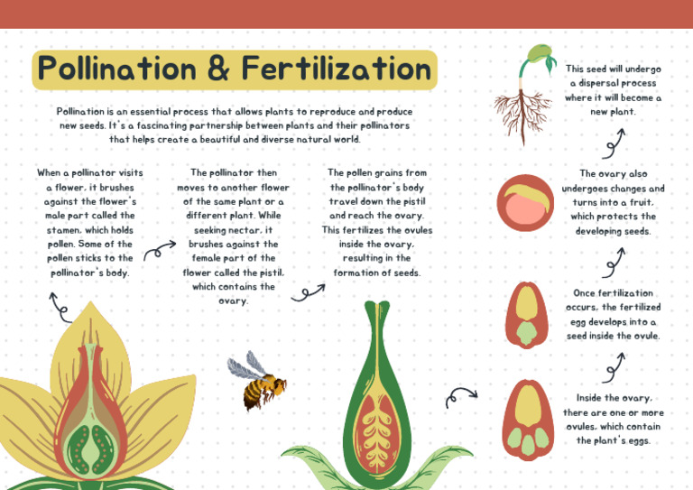 Pollination and Fertilization Science Educational Poster in Yellow Red ...
