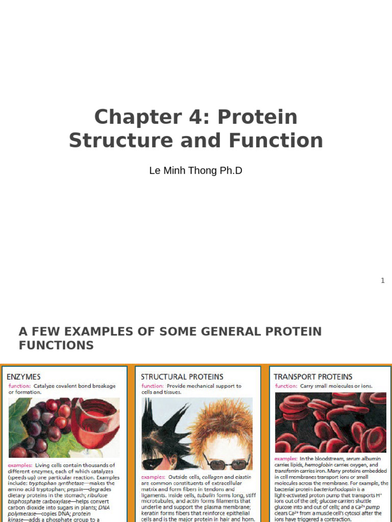 L4 - Protein Structure and Function | PDF | Proteins | Enzyme