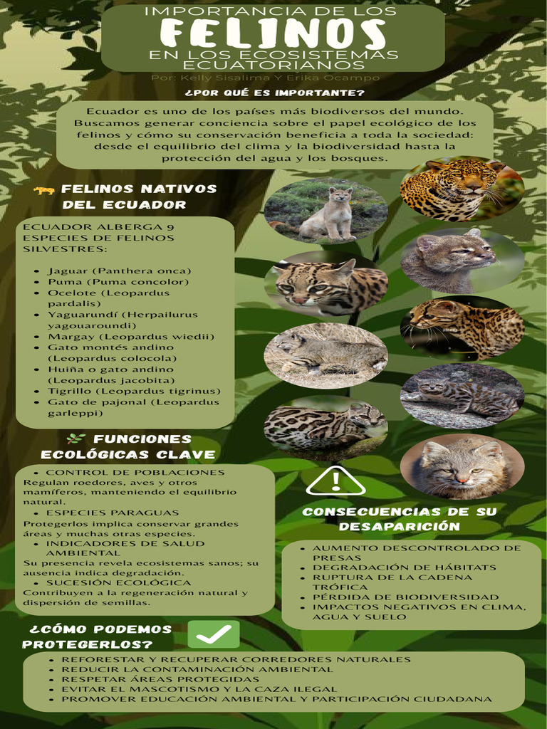 Importancia de los felinos en Ecuador | PDF