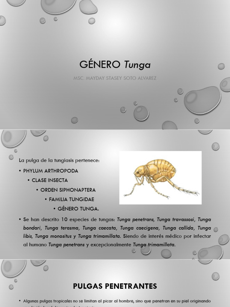 Tungiasis: Impacto y Tratamiento de Niguas | PDF | Crisálida | África