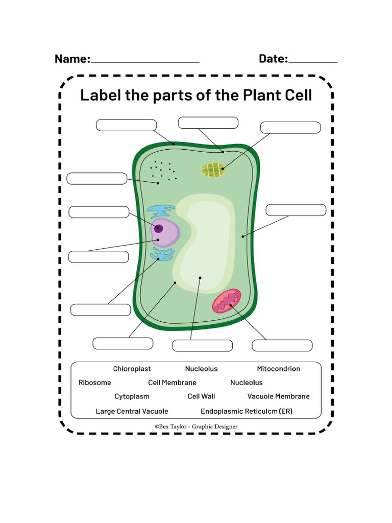 Plant and Animal Cell Basic Diagram To Label | PDF