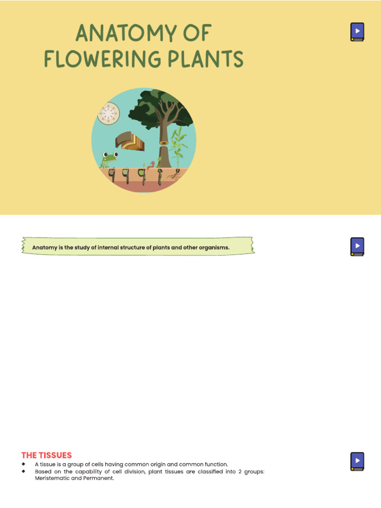 CH 6. Anatomy of Flowering Plants - PPT | PDF