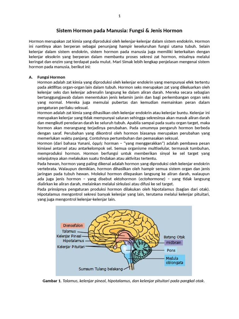 Macam Hormon dan Fungsinya pada Manusia | PDF