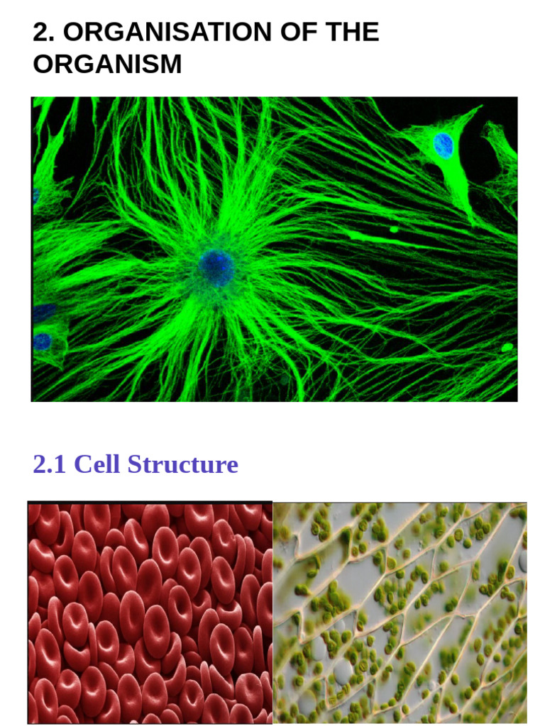 Ch.2 Organisation of Organism | PDF | Cell (Biology) | Endoplasmic ...