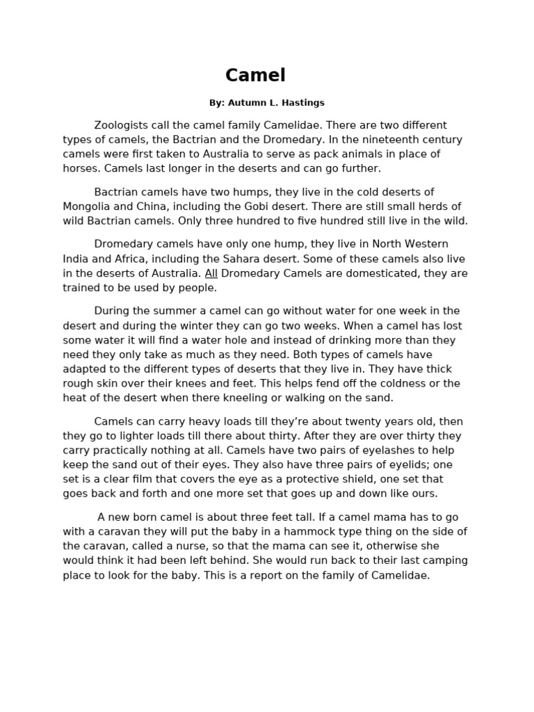 Autumns Report On Camels | PDF