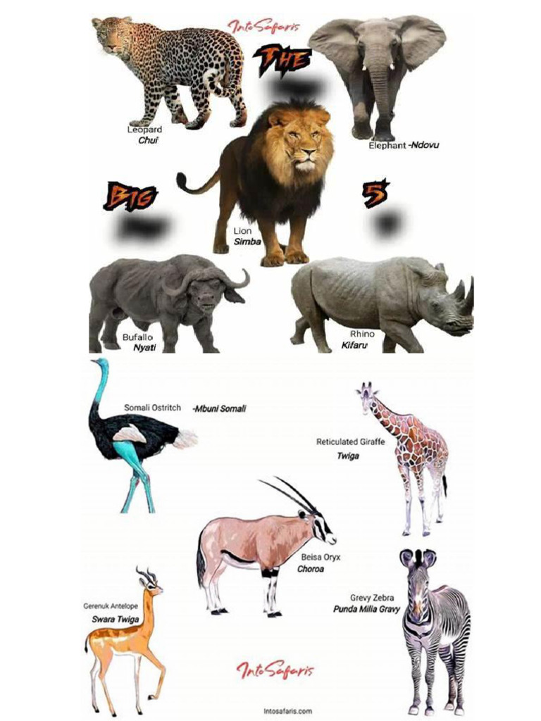 Wanyama Porini | PDF