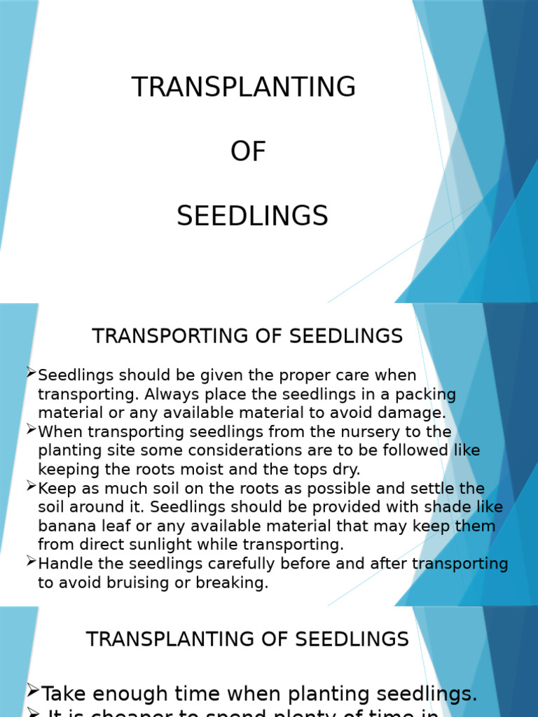 Seedling Transplanting and Transport Guide | PDF | Seedling | Plant Nursery