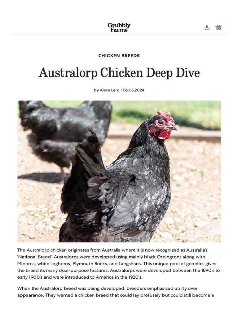 Australorp Chicken Deep Dive - Grubbly Farms | PDF | Chicken | Poultry ...