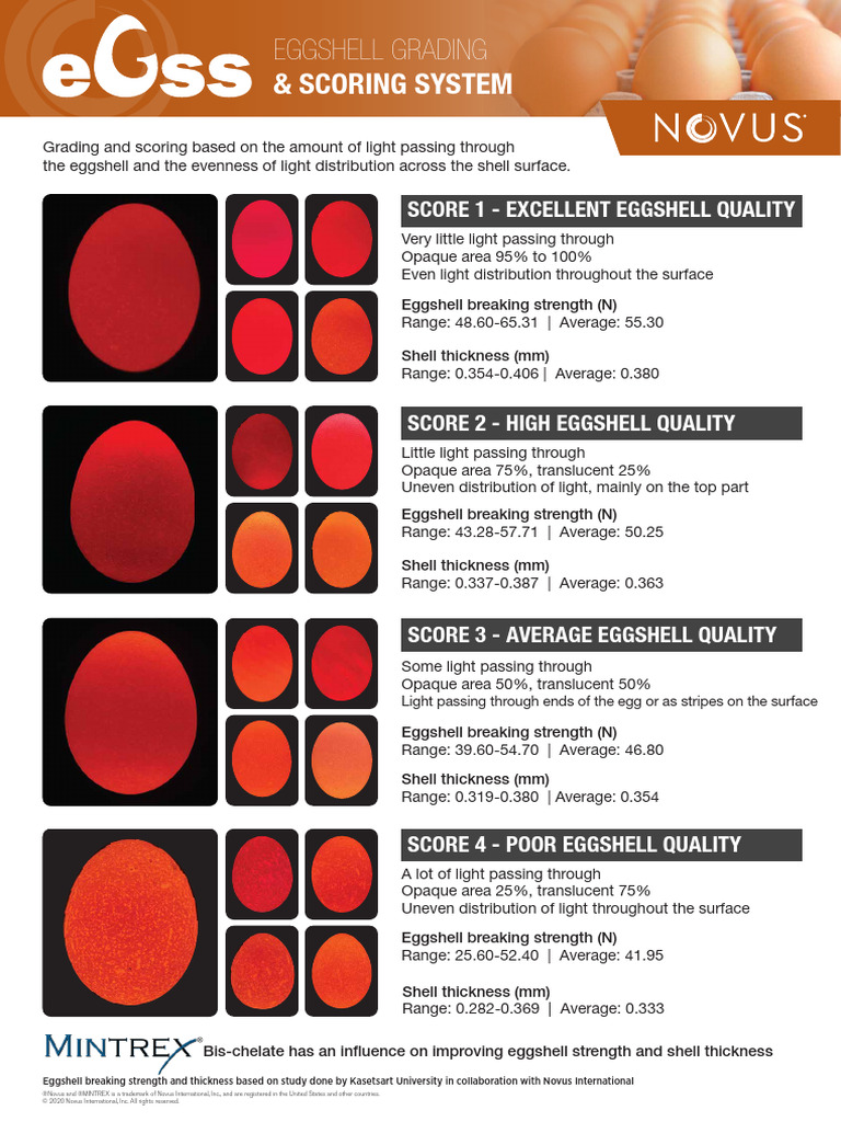 APEC - EGss Box - Egg Shell Scoring Chart | PDF | Egg