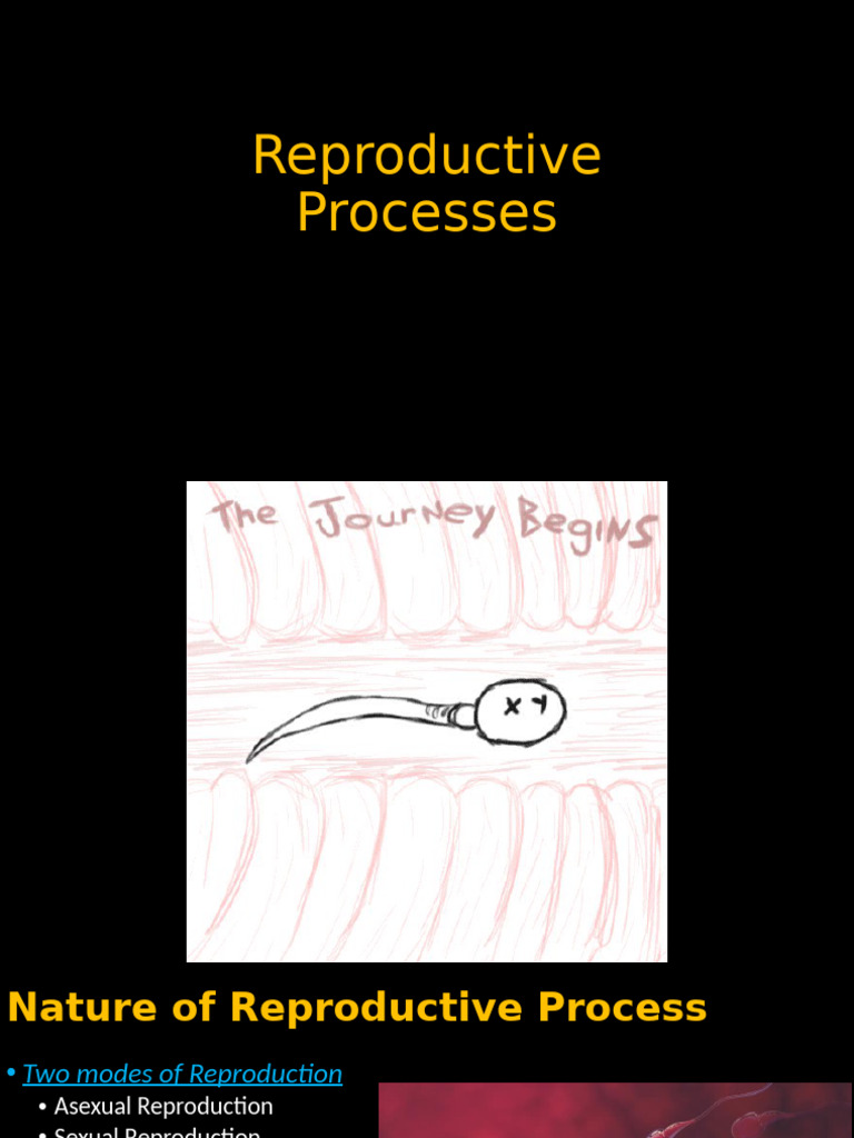 Reproductive Processes | PDF | Reproductive System | Sexual Reproduction