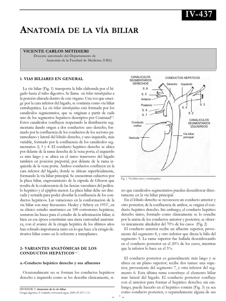 Anatomia Via Biliar | PDF | Hígado | Vesícula biliar