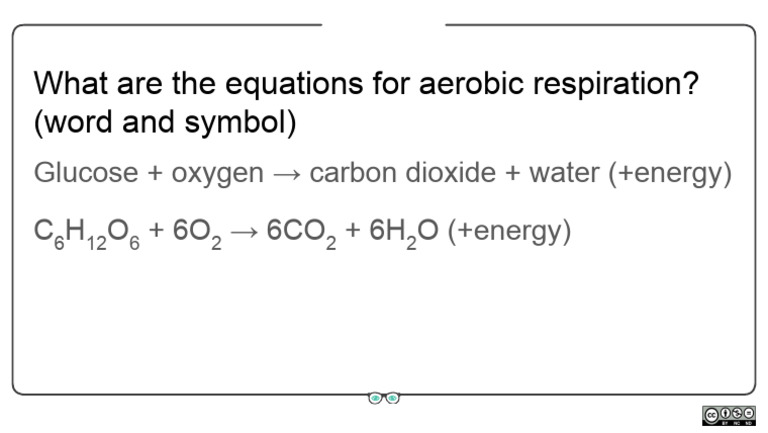 Flashcards - 4.2 Respiration - p05 | PDF