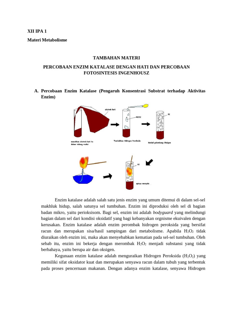 Tambahan Materi (Pembahasan Percobaan Enzim Katalase Dan Uji Ingenhousz) | PDF