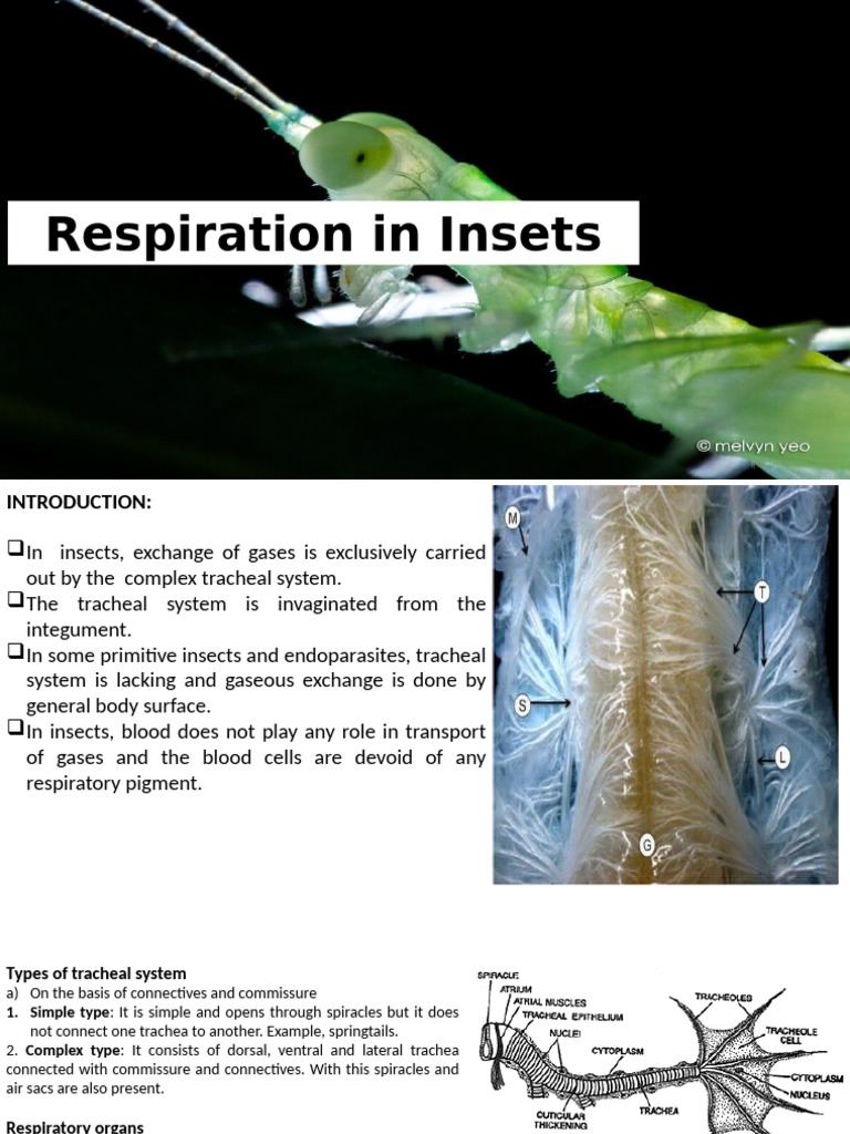 Respiration in Inswcts | PDF | Gill | Insects