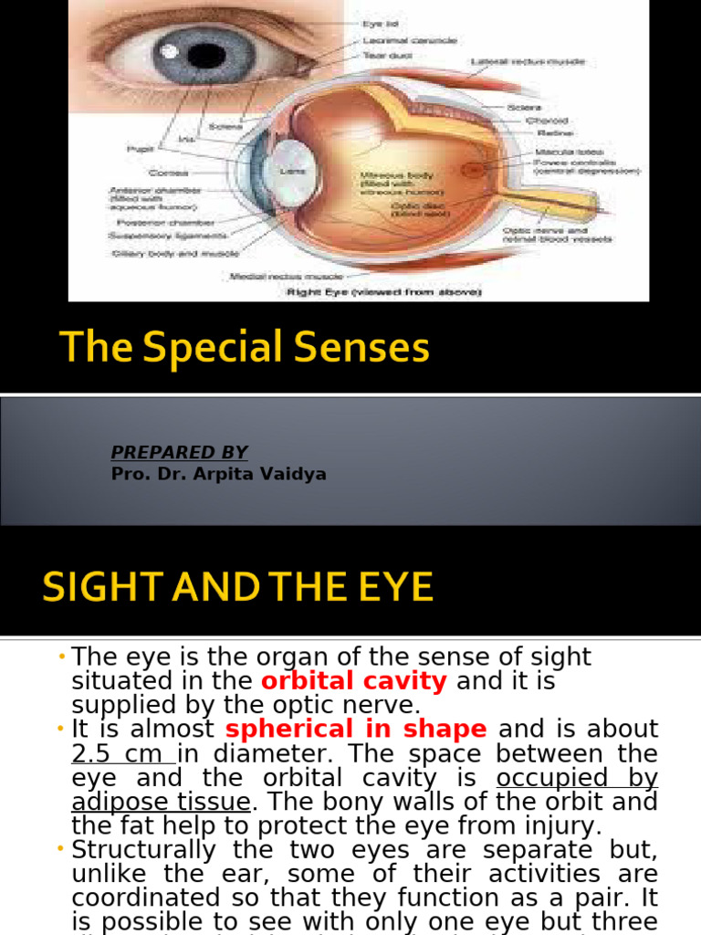 The Special Senses - Eye | PDF | Eye | Taste