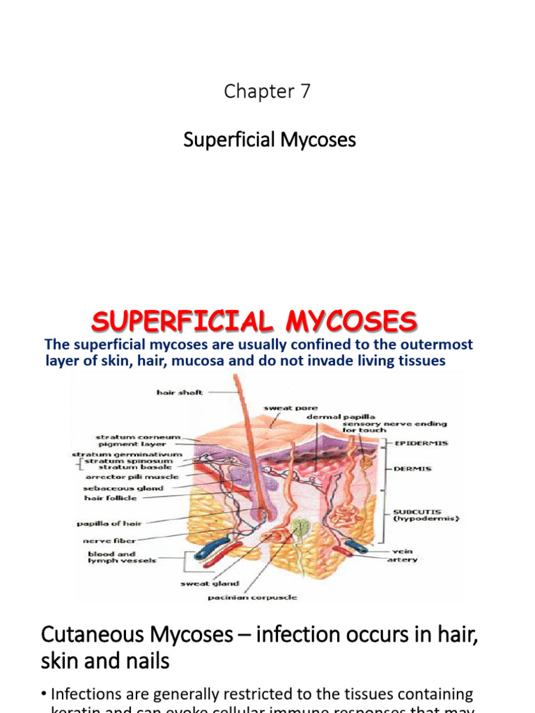 Superficial Mycoses Overview and Treatment | PDF | Fungus | Mycology