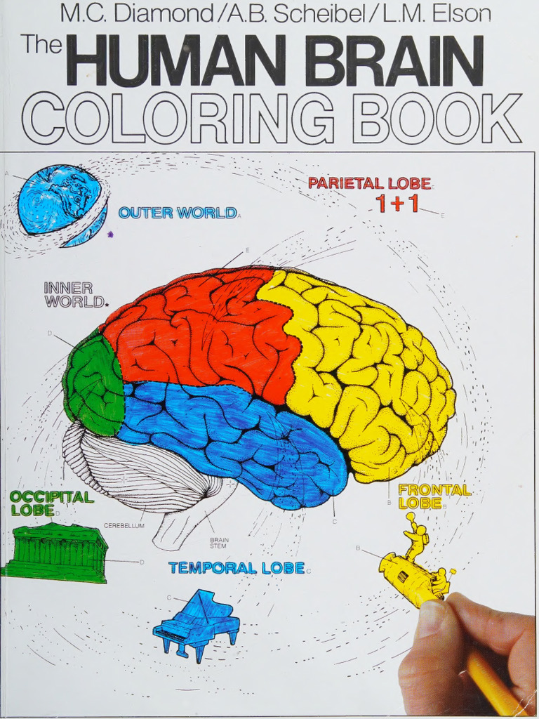 Human Brain Coloring Book Overview | PDF | Brainstem | Spinal Cord