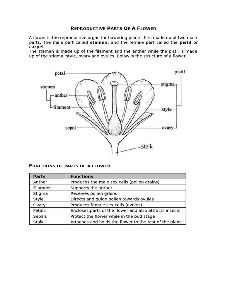 Reproductive Parts of A Flower | PDF