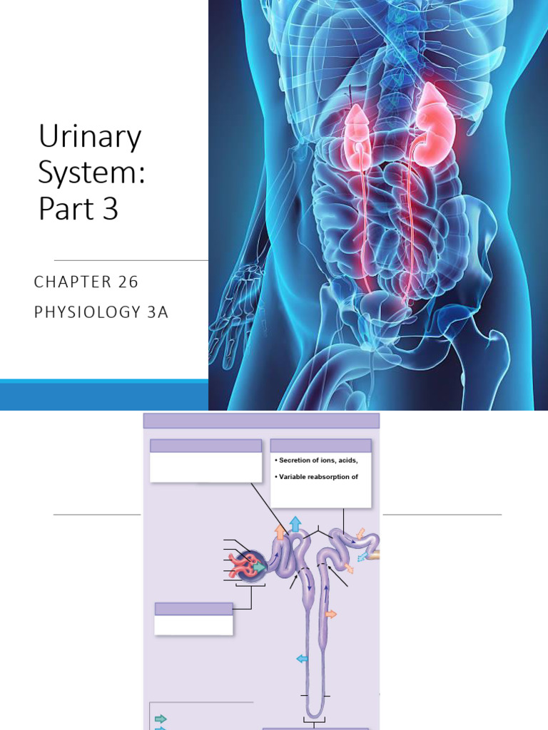Nephron Physiology and Hormonal Regulation | PDF | Angiotensin | Kidney