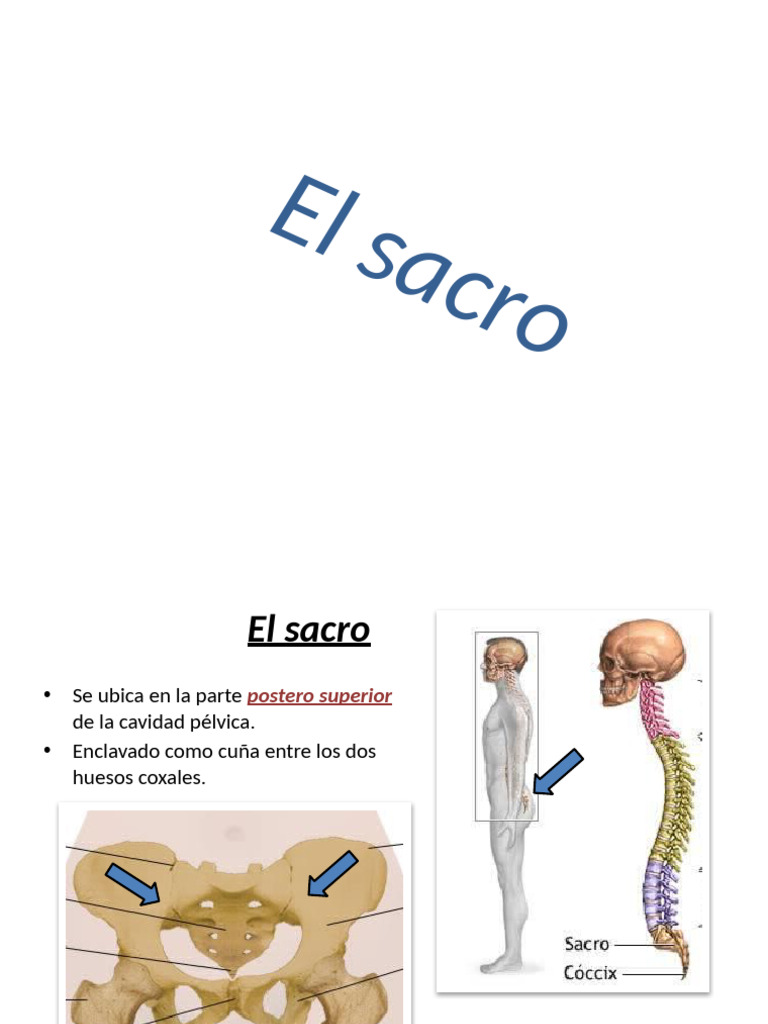 Anatomía del Sacro y sus Partes | PDF | Vértebra | Pelvis