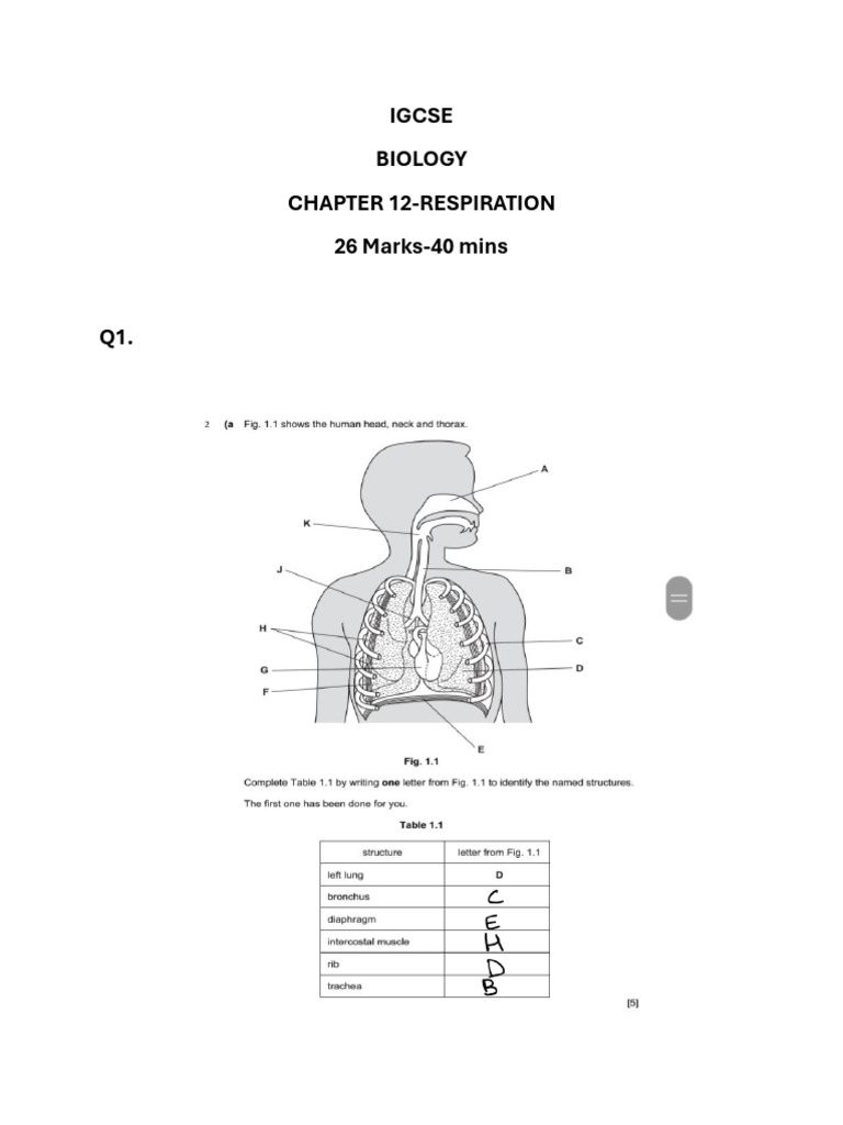 10 Igcse Bio Respiratiom 2 | PDF