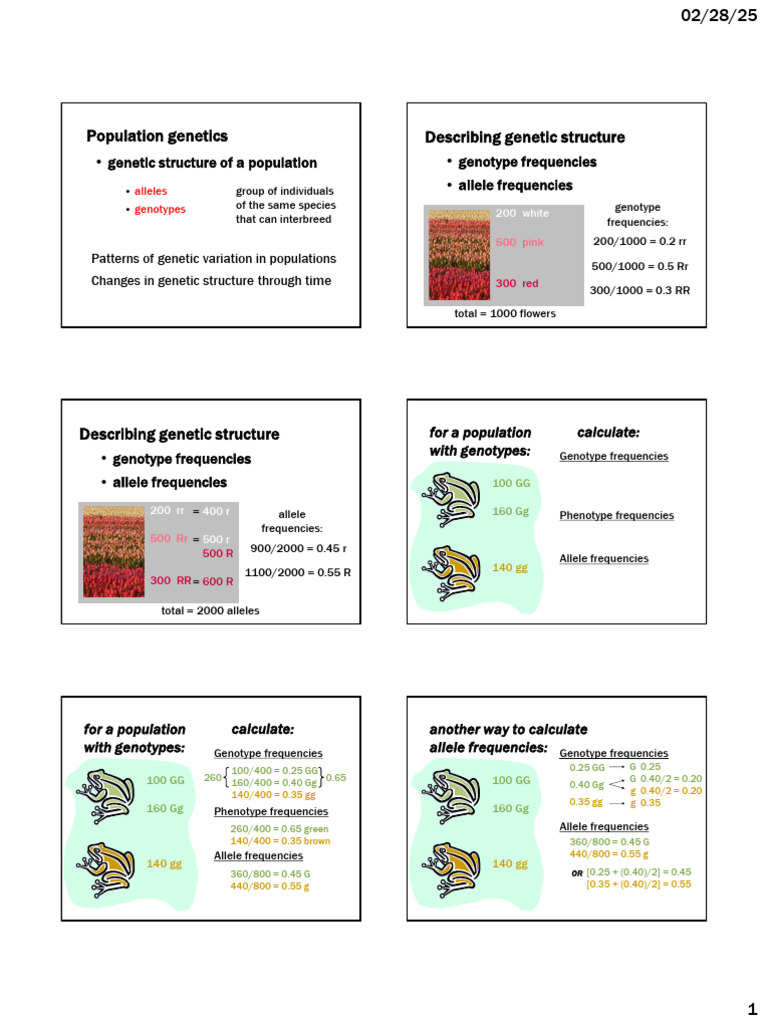 Calculation Allelic Genotypic Frequencies | PDF | Genetic Diversity | Allele