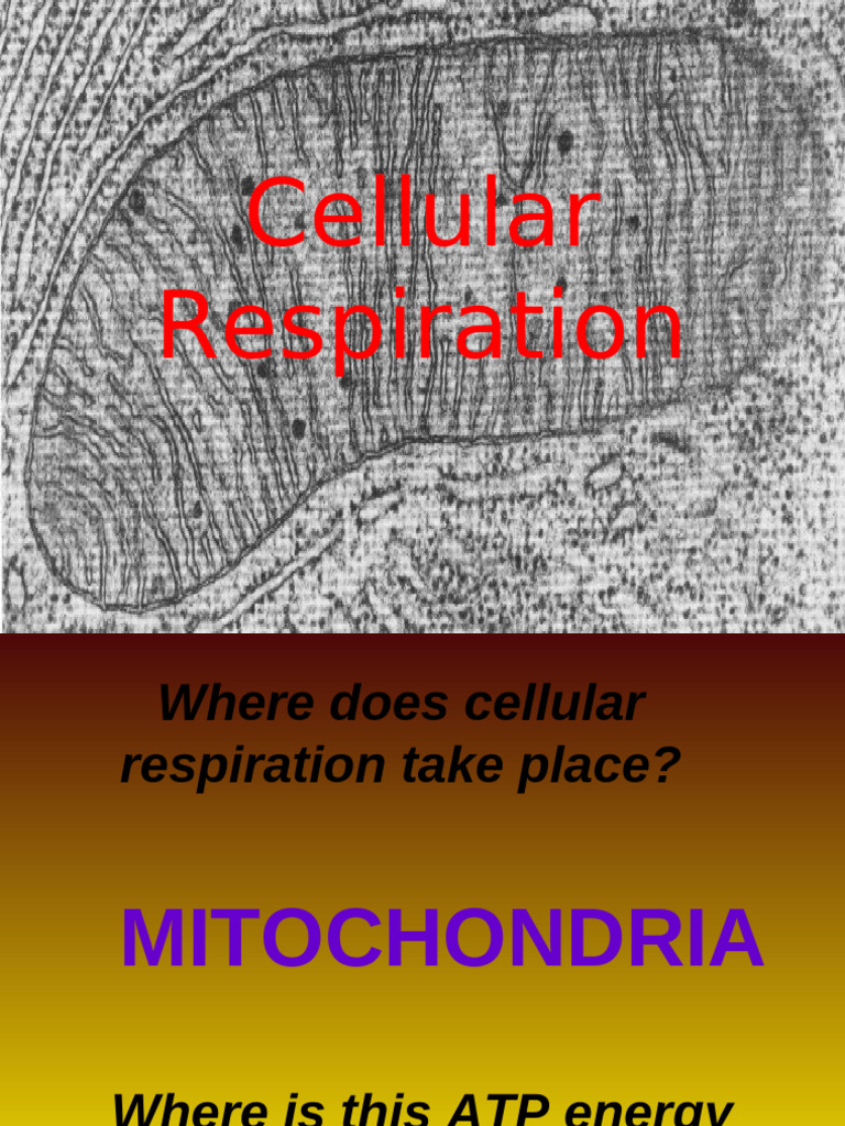 Cellular Respiration: ATP Production Explained | PDF