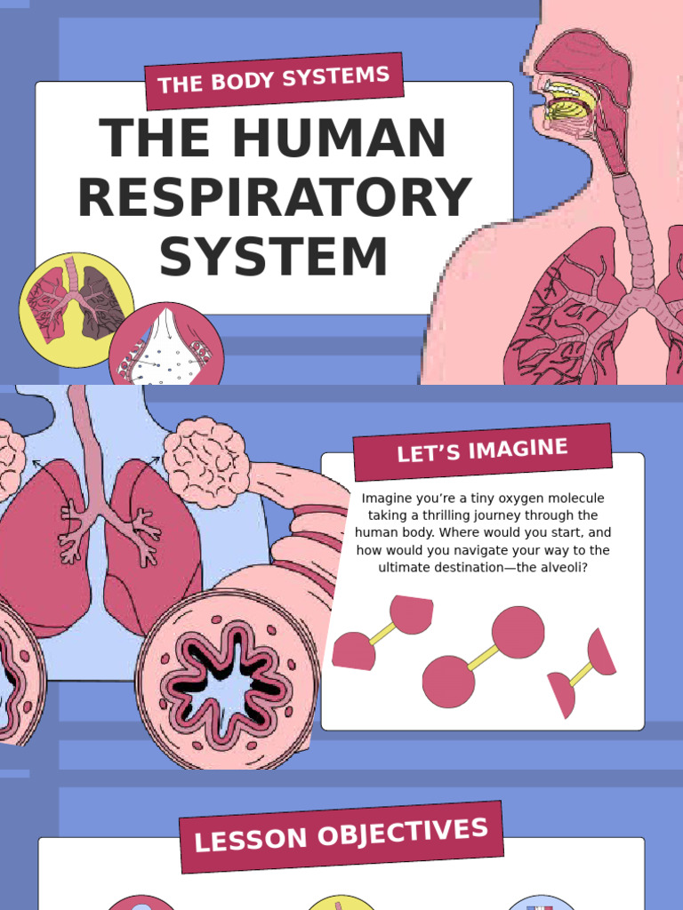 The Respiratory System Educational Presentation in Blue Yellow and Pink ...