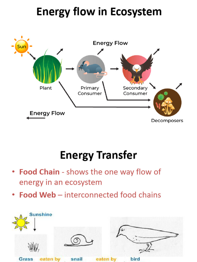 Energy Flow in Ecosystems | PDF | Primary Production | Food Web