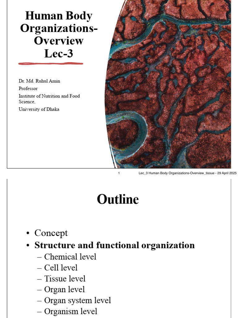 Lec - 3 Human Body Organizations-Overview - Tissue | PDF | Human Body ...
