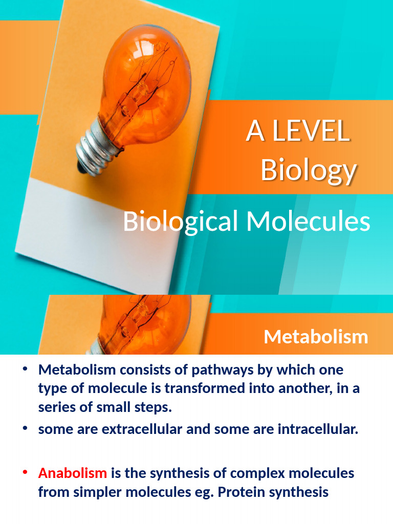 A Level Biology: Biological Molecules Overview | PDF | Fatty Acid ...