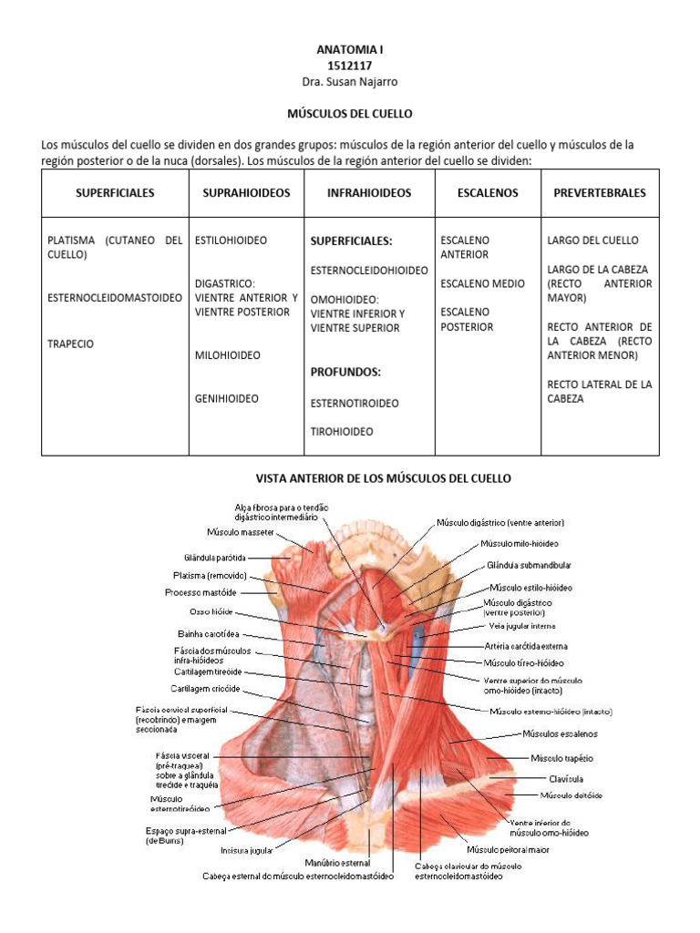 Anatomía de los Músculos del Cuello | PDF | Sistema esquelético ...