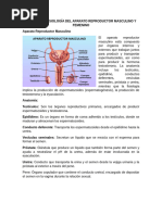 Anatomía del Cuerpo de Highmore | PDF | Testículo | Próstata