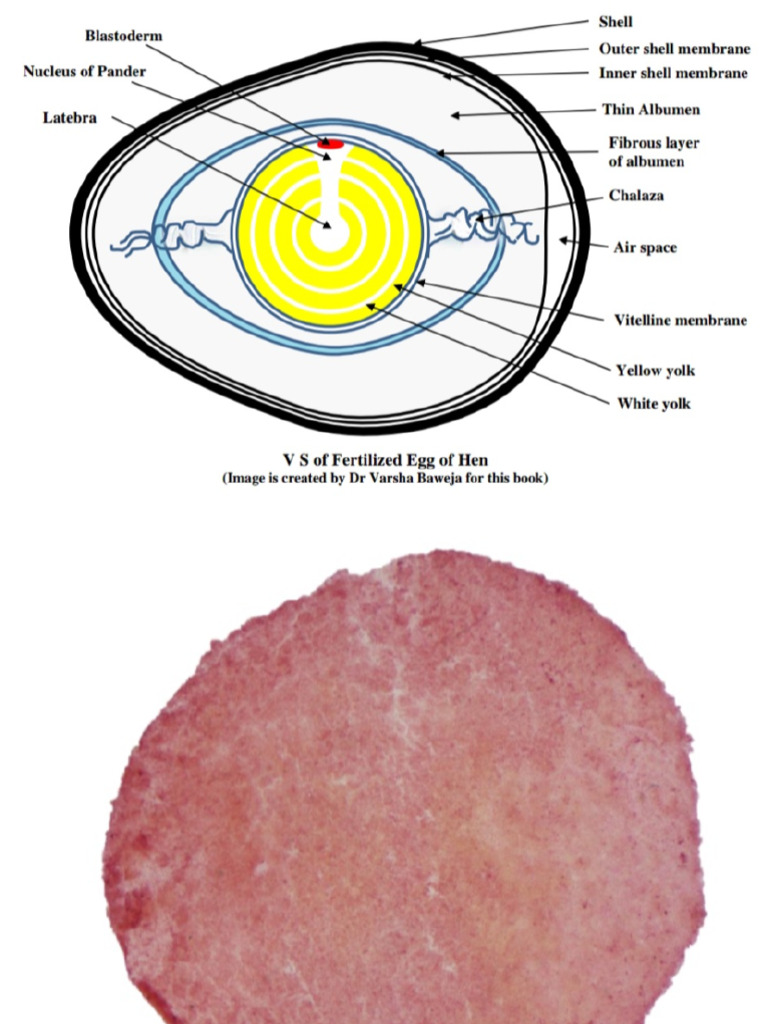 Chick Embryo Diagrams | PDF