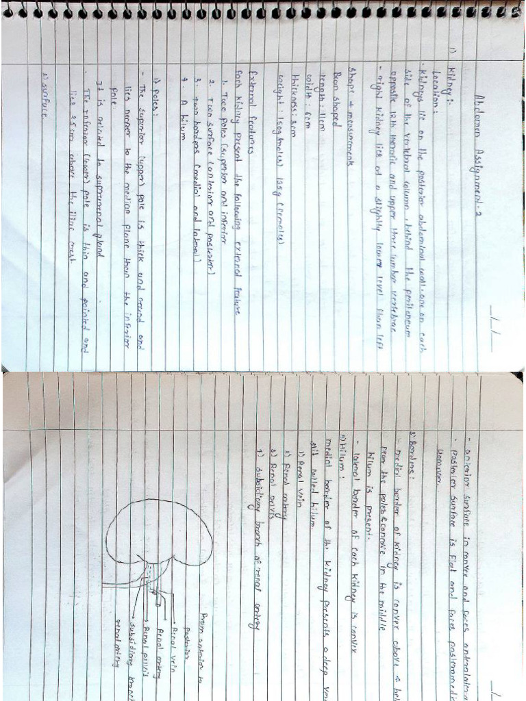 Abdomen Assignment 2 - Compress | PDF