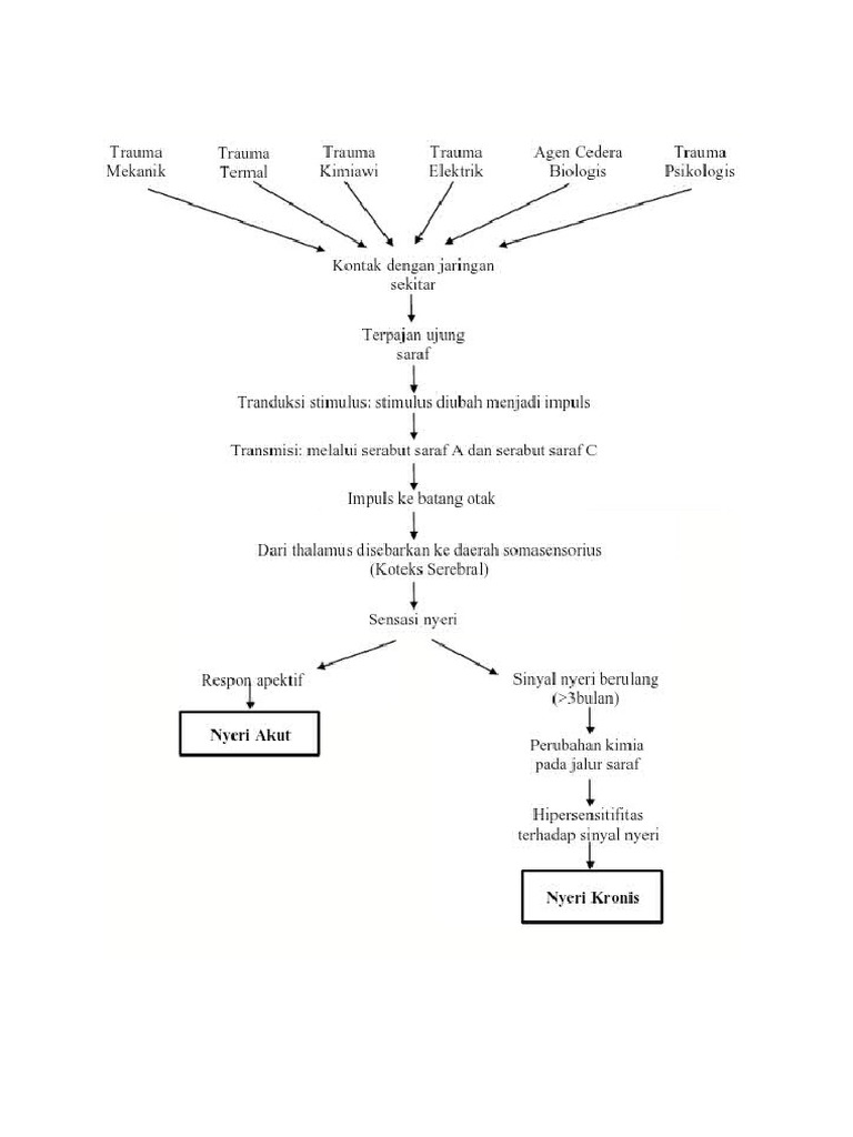 Pathway Nyeri Akut Dan Kronis | PDF