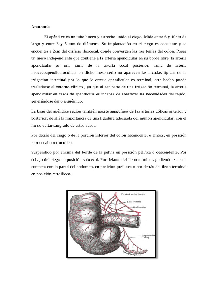 Anatomia Del Apendice | PDF | Tracto gastrointestinal | Intestino grueso