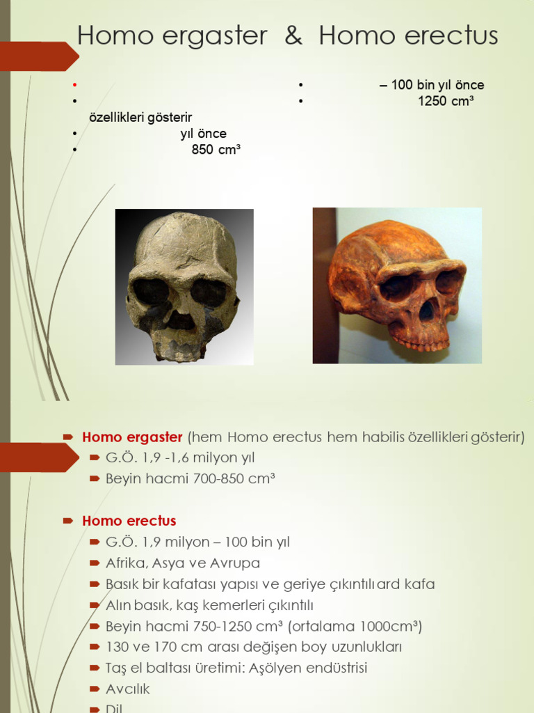 Homo Erectus, Heidelbergensis, Neandertalensis | PDF