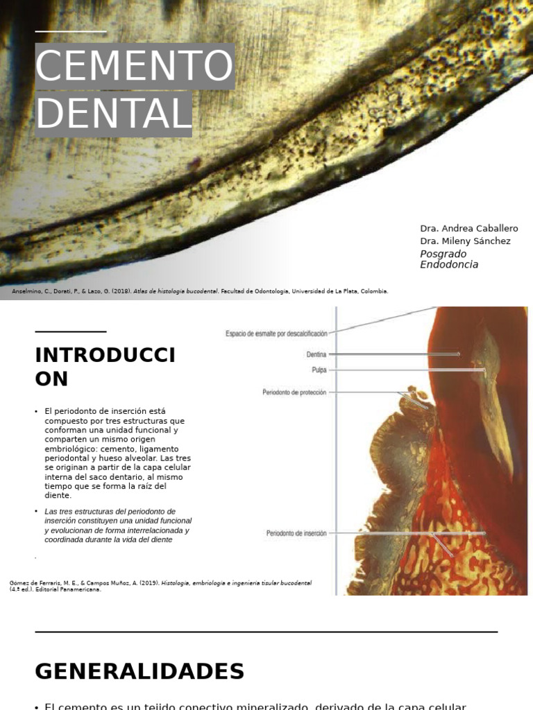 Cemento Dental PG | PDF | Tejido (biología) | Anatomía