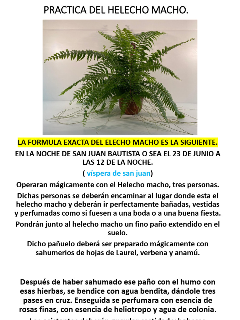 Practica Del Helecho Macho Del 24 de Junio | PDF