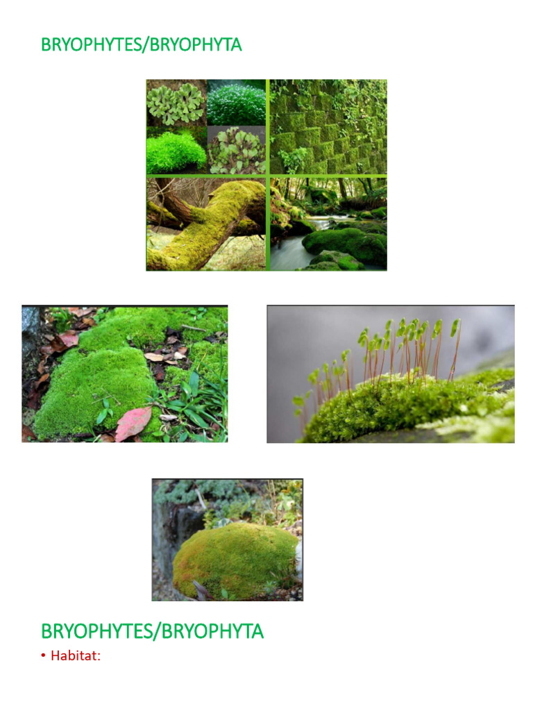 BRYOPHYTES | PDF