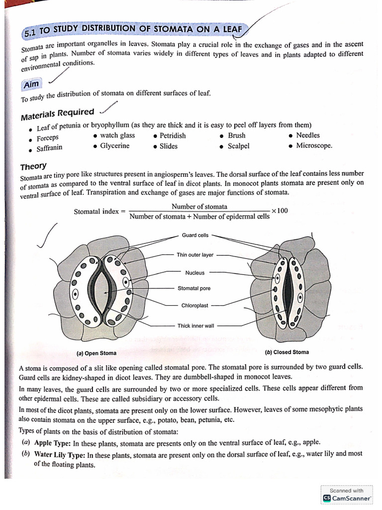 To Study the Distribution of Stomata on | PDF