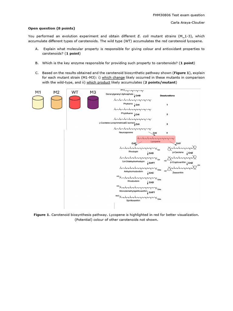 FHM30806 Araya-Cloutier Test Exam Question | PDF