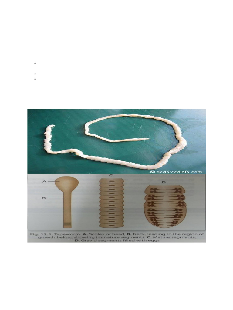 Chapter 5 Cestodes Teania Sagineta and Teania Solium | PDF | Medical Specialties | Diseases And ...