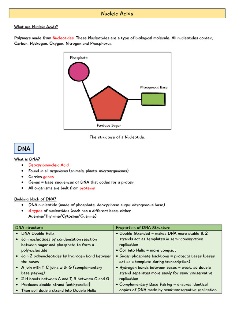 AQA As Level Topic 7 Nucleic Acids Notes | PDF | Nucleotides | Dna