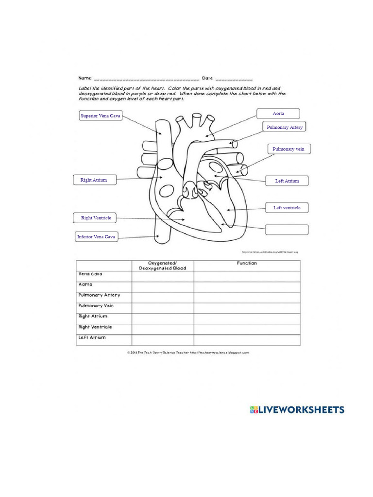Heart Diagram | PDF