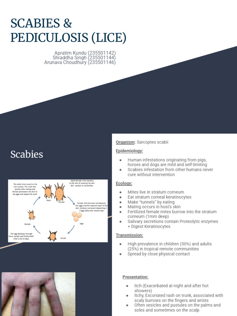 SCABIES & PEDICULOSIS (LICE) - Dermatology | PDF